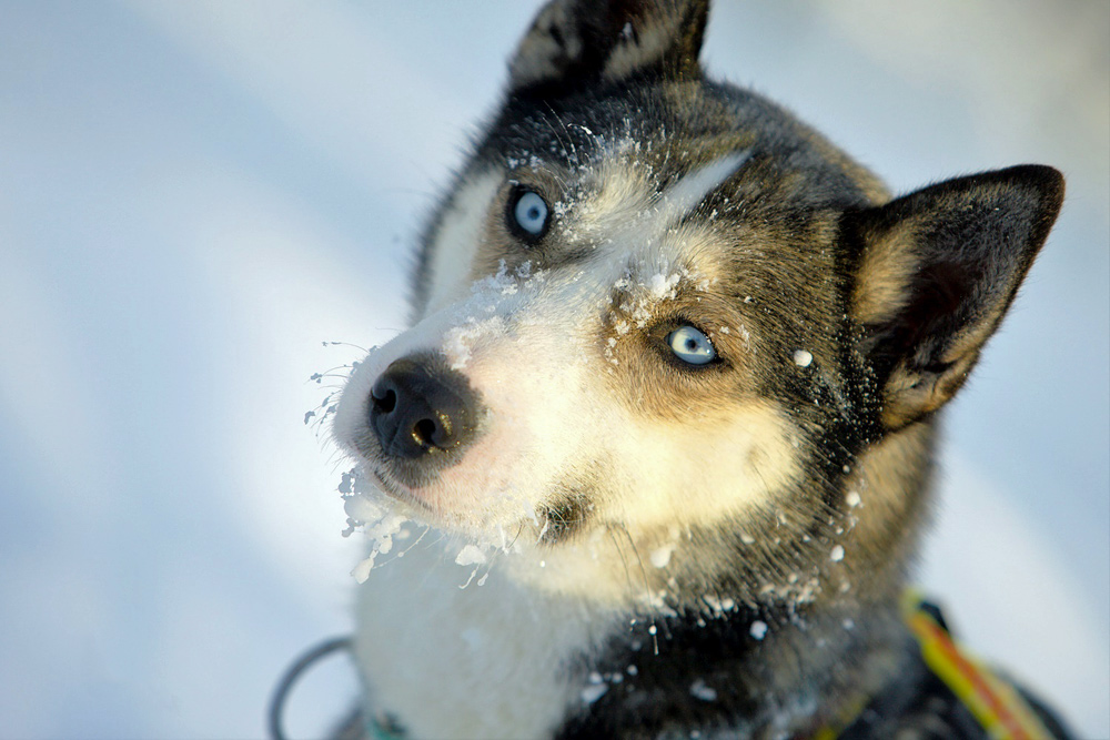 Husky-Portrait auf Hundeschlittentour - Aus dem Fundus - Nordwelten